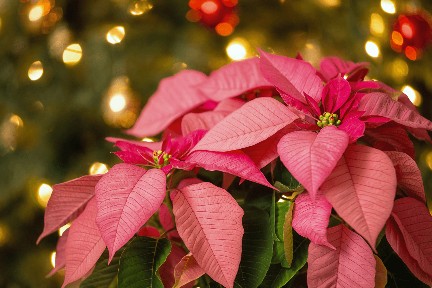 La Historia Encantadora de la Flor de Nochebuena